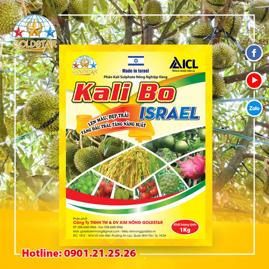 KALI BO ISRAEL LÊN MÀU TRÁI ĐẸP • Kim Nông Gold Star