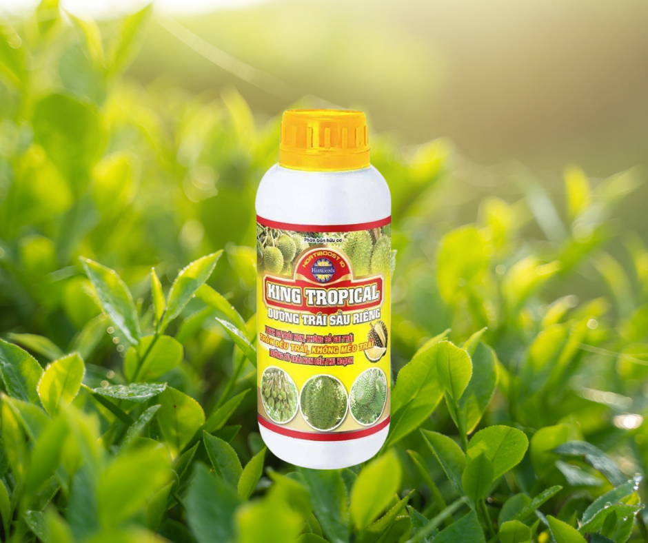 KING TROPICAL - LỚN TRÁI SẦU RIÊNG • Kim Nông Gold Star