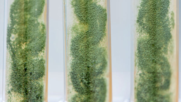 Sơ lược và ứng dụng của nấm Trichoderma